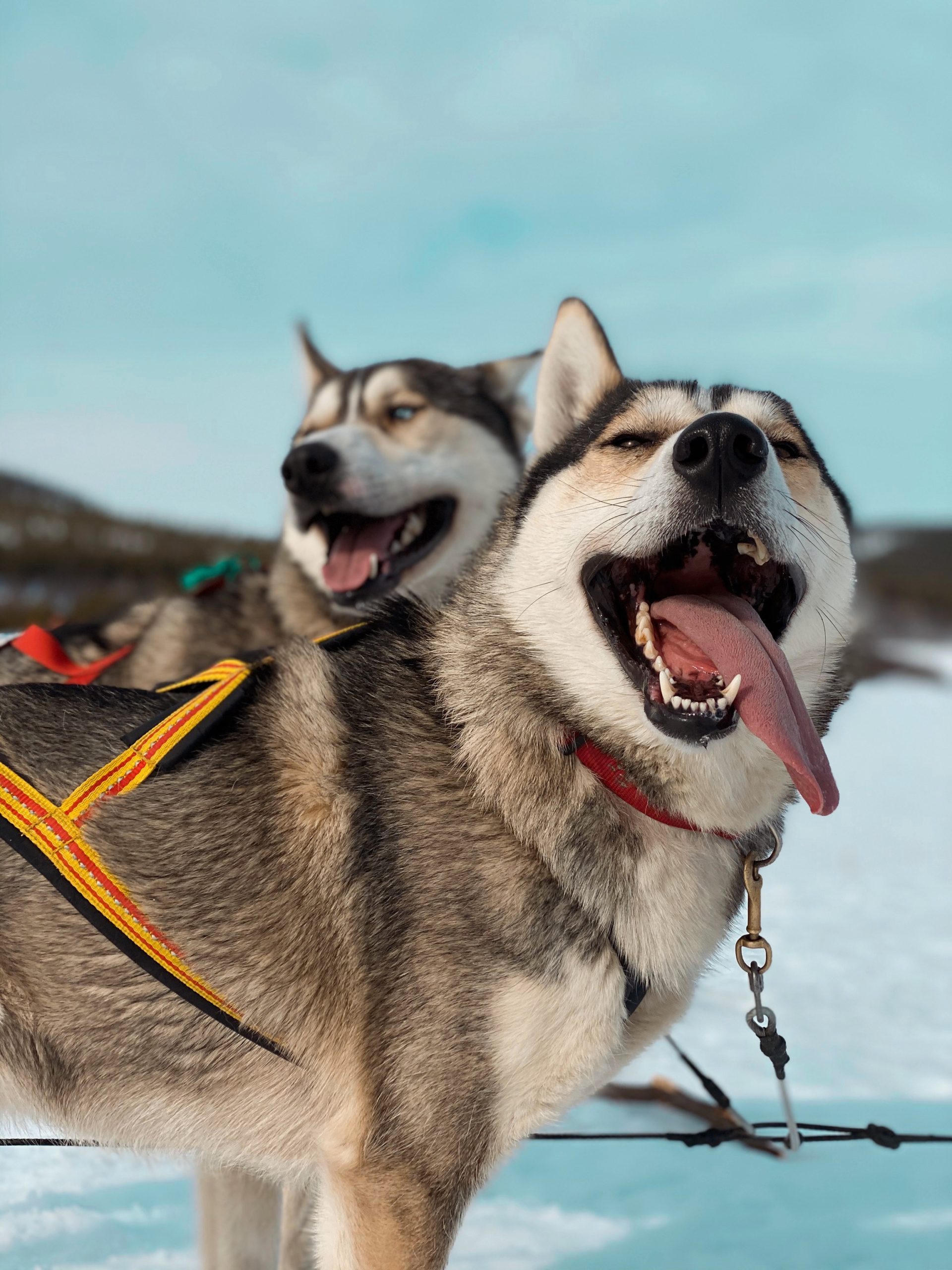 Husky Safari – Happy Huskies.fi