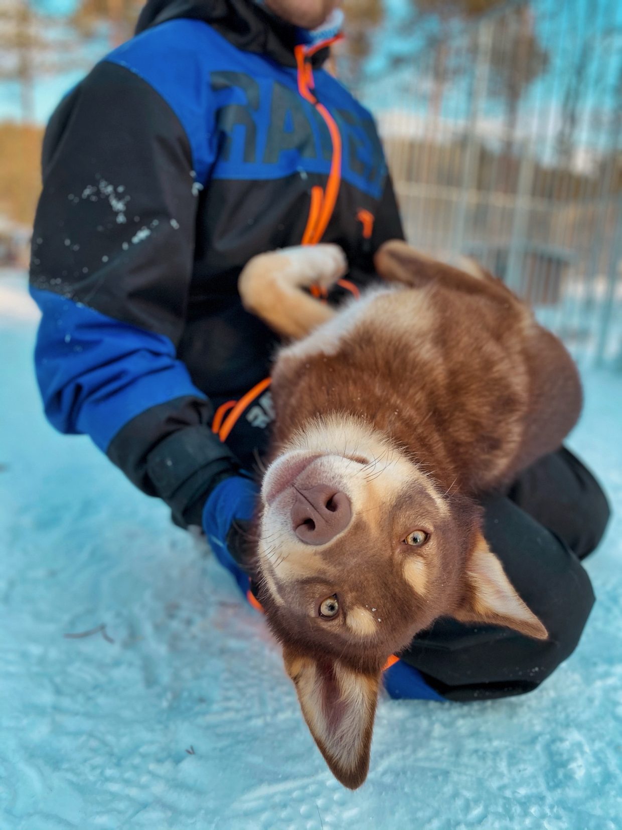 Happy Huskies – Happy Huskies.fi