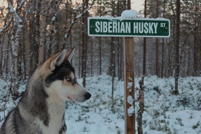 Private Kennel Visit – Happy Huskies.fi