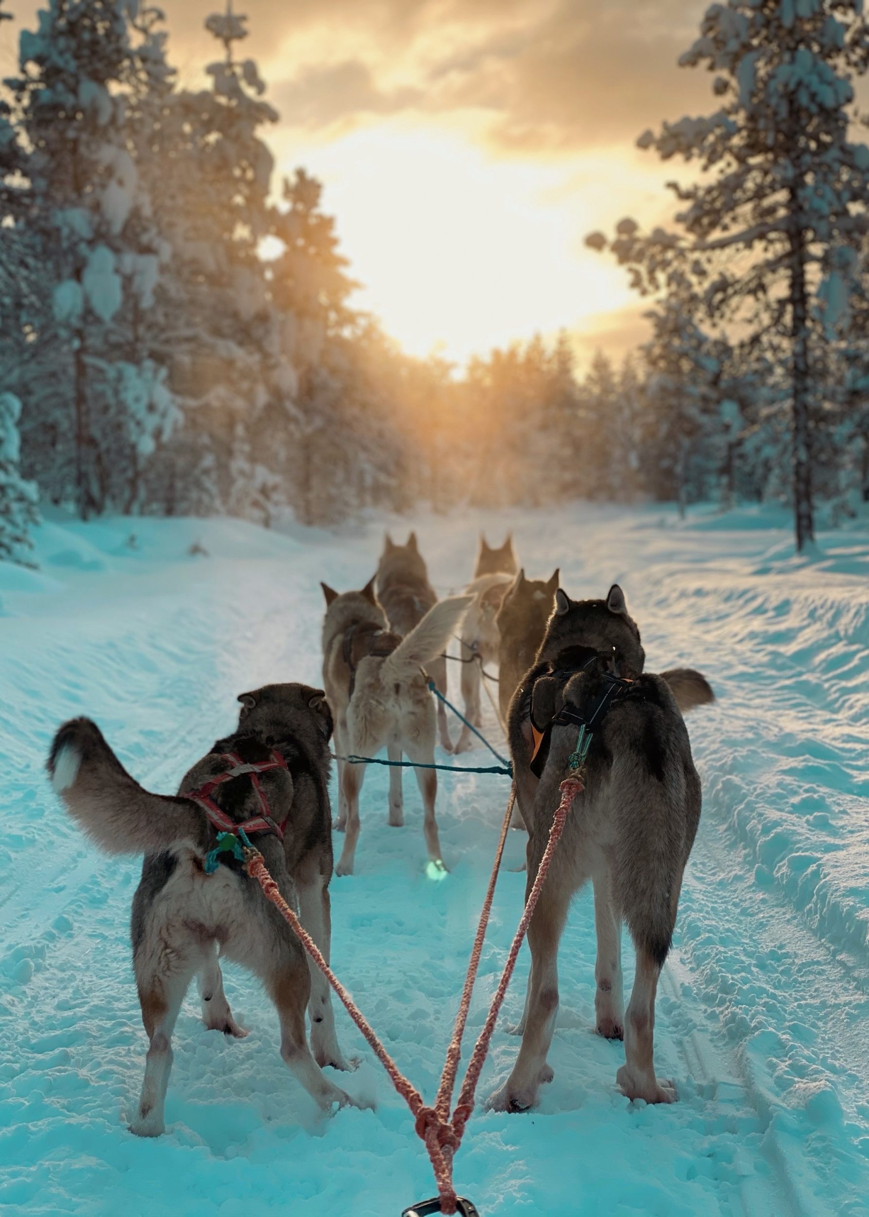 Private Husky Safari – Happy Huskies.fi