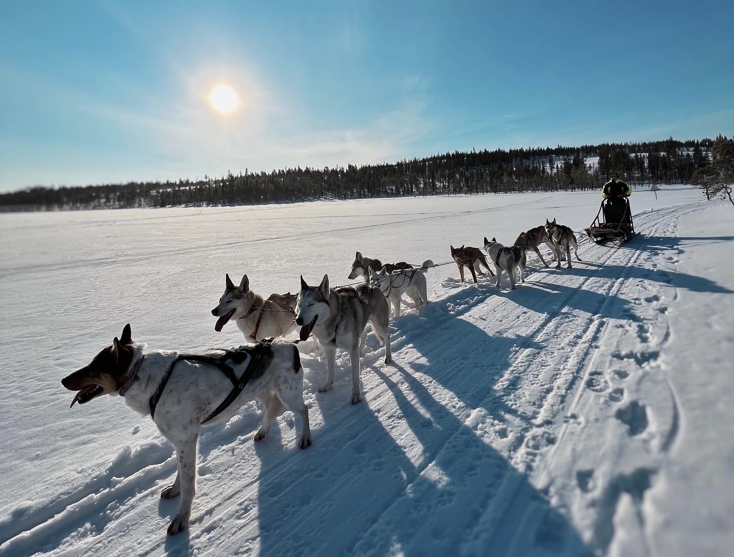 Private Husky Safari – Happy Huskies.fi