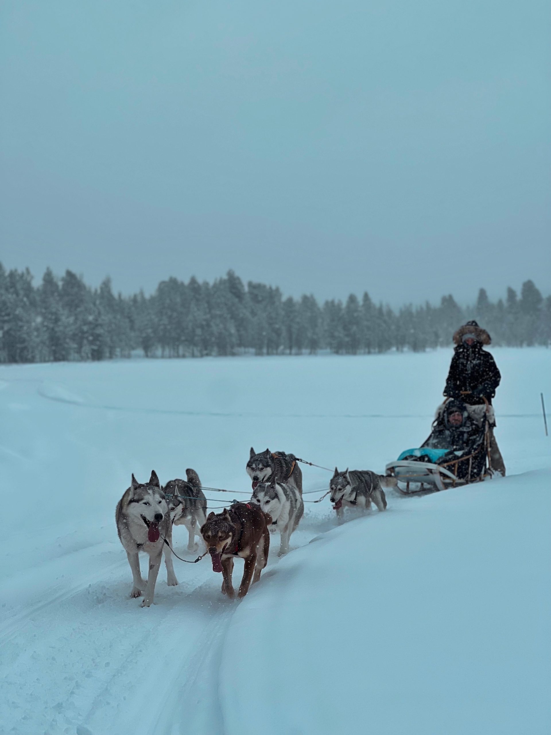 Husky Safari – Happy Huskies