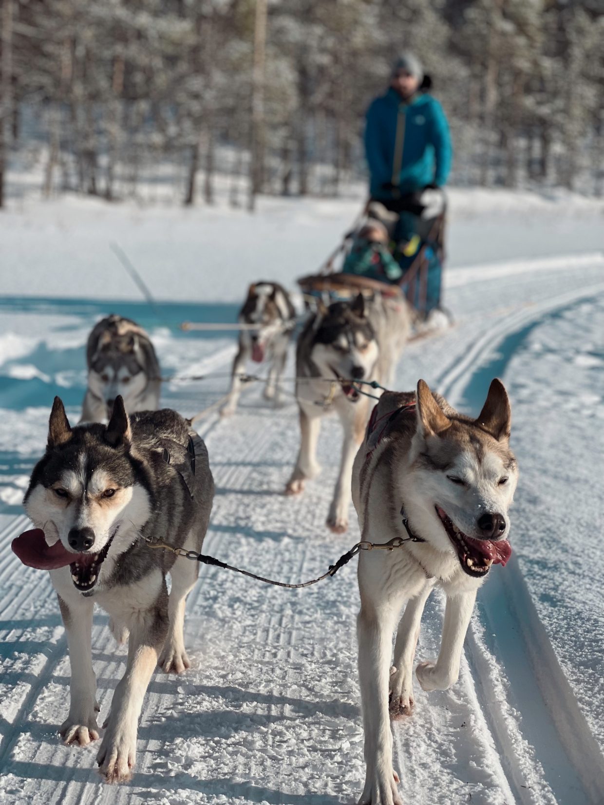Private Husky Safari – Happy Huskies.fi