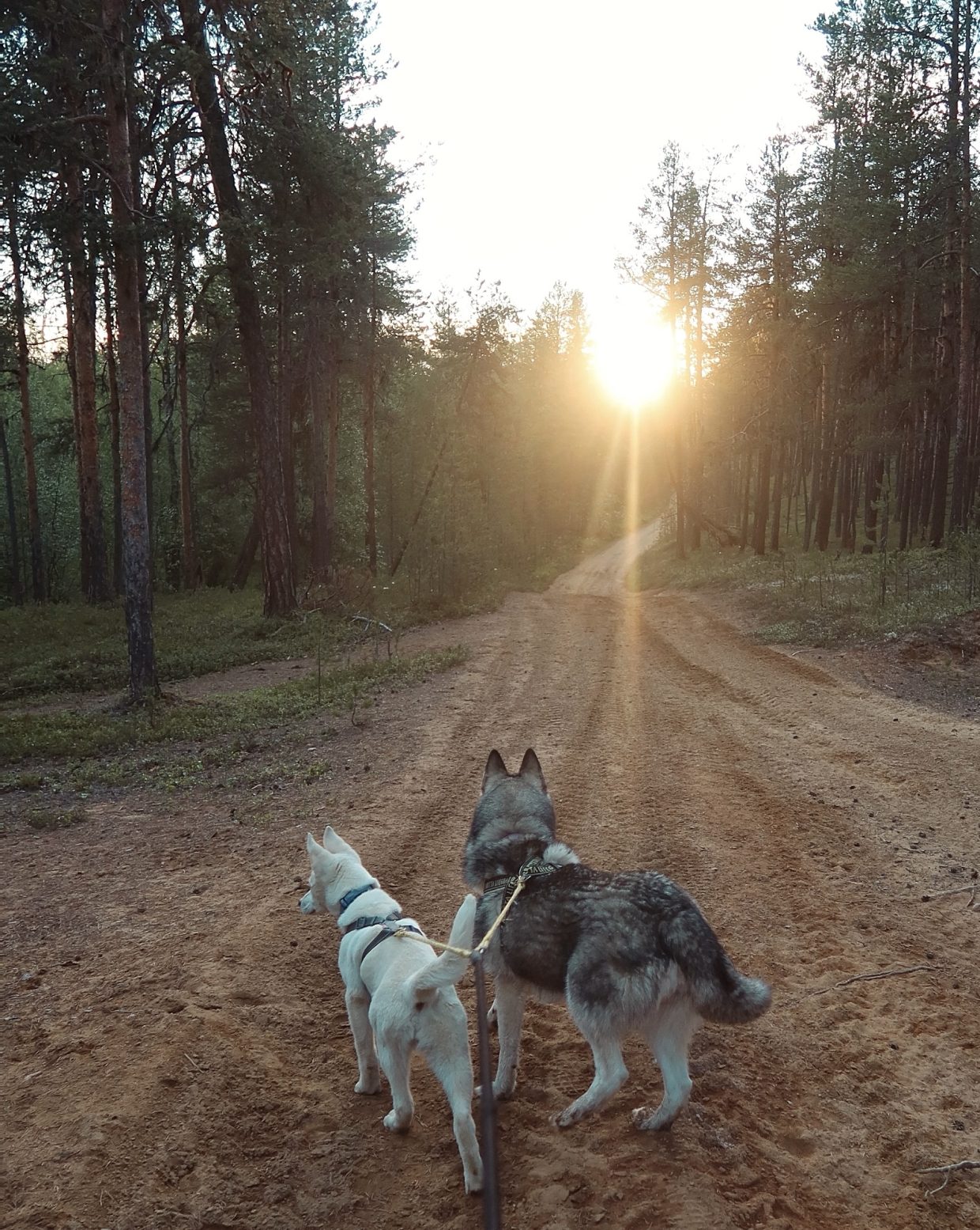 Mid Night Sun Husky Walk – Happy Huskies