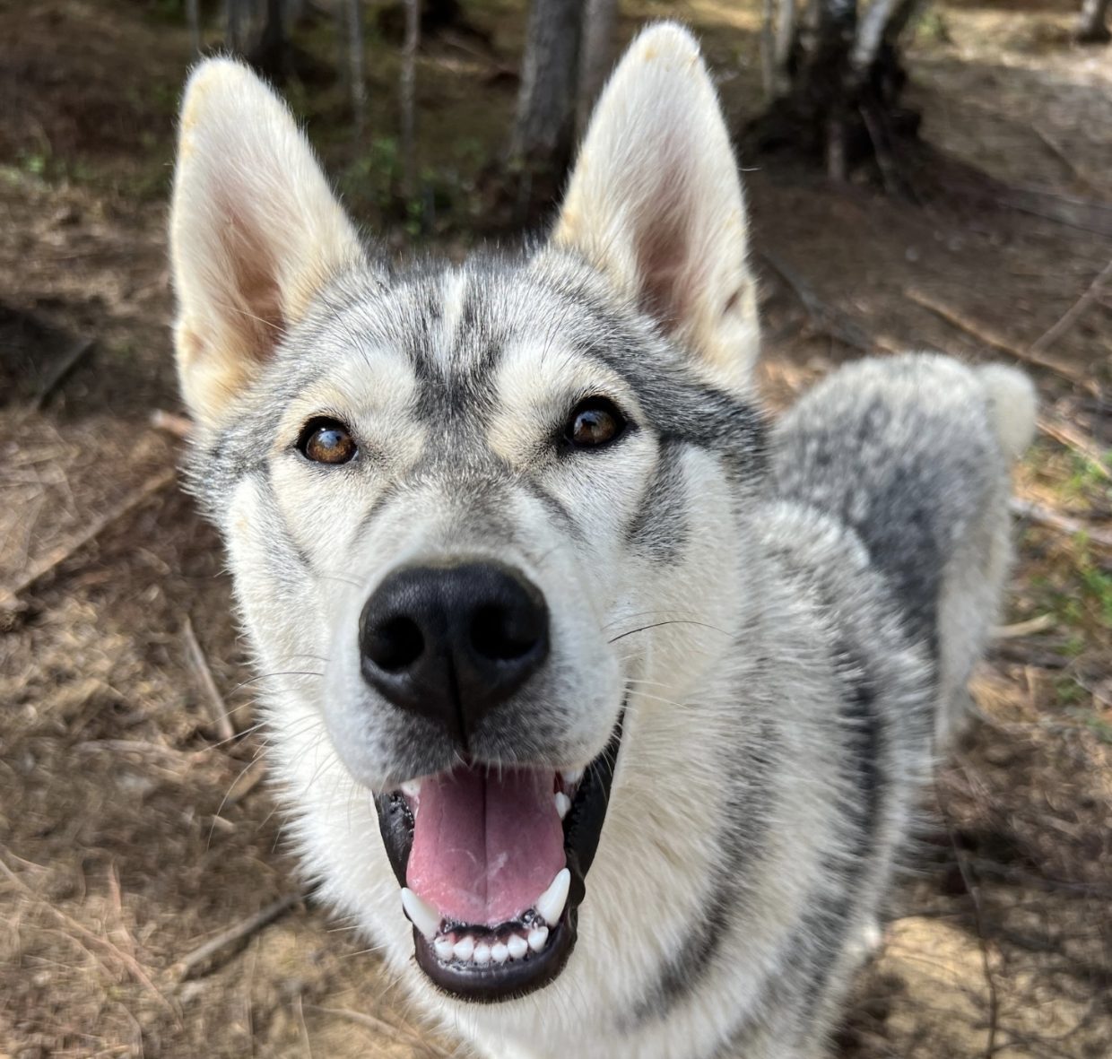 Huskies – Happy Huskies