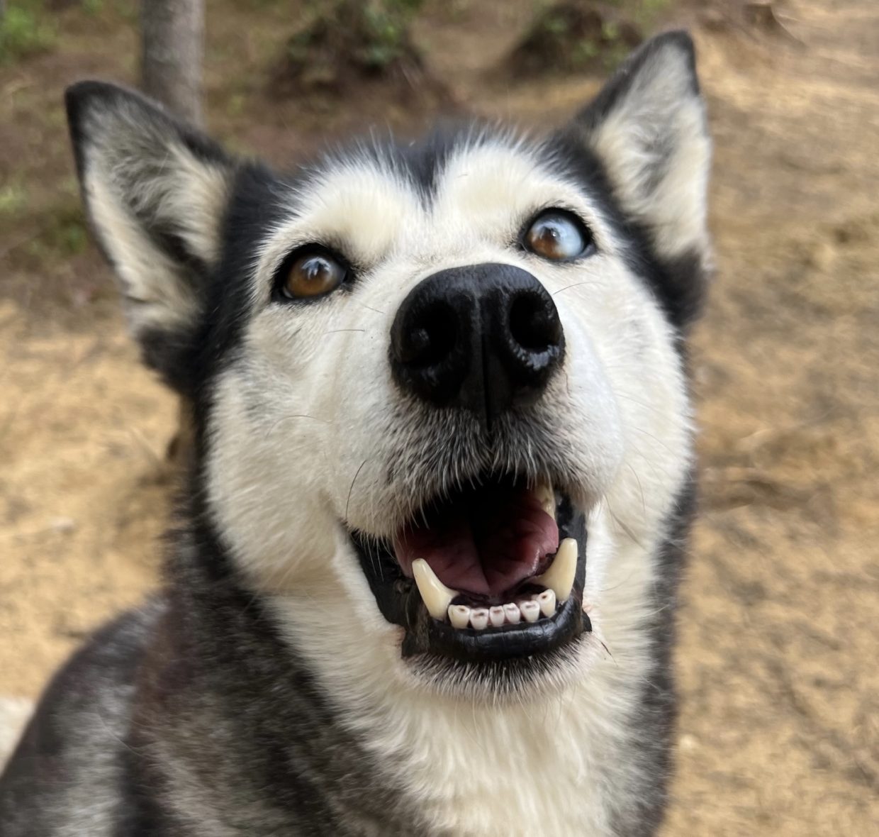 Huskies – Happy Huskies