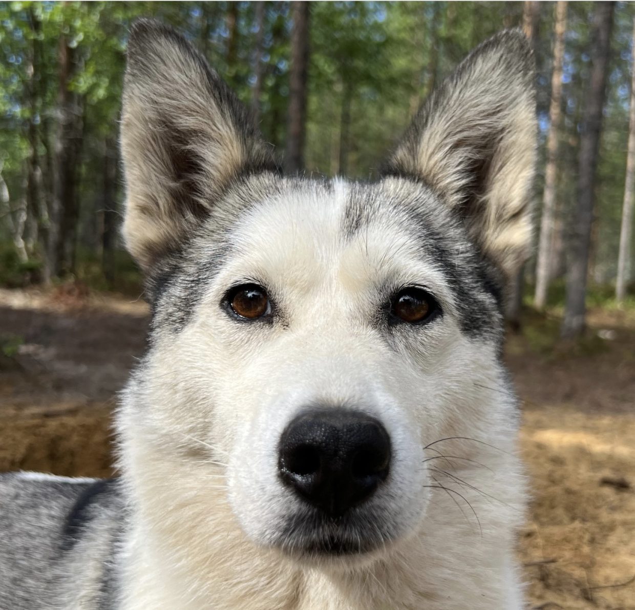 Huskies – Happy Huskies